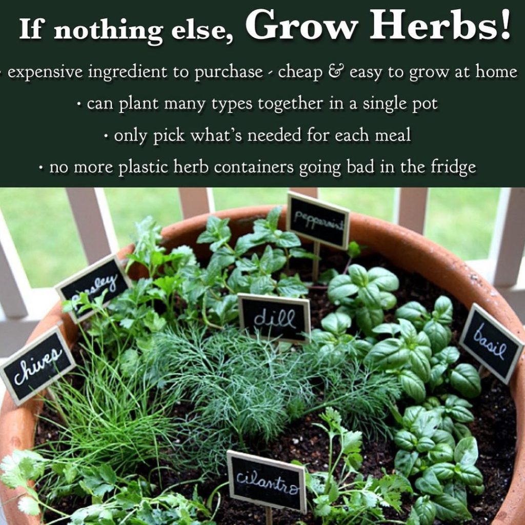 What Herbs Can Be Planted Together? [Learn About Companion Planting ...