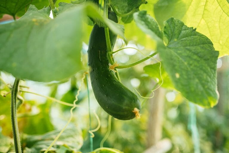 Do Cucumbers Need Full Sun? [Learn The Growing Sweetspot] - Grow Your Yard