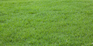 How to Plant Grass Seed on Hard Dirt [8 Steps] - Grow Your Yard