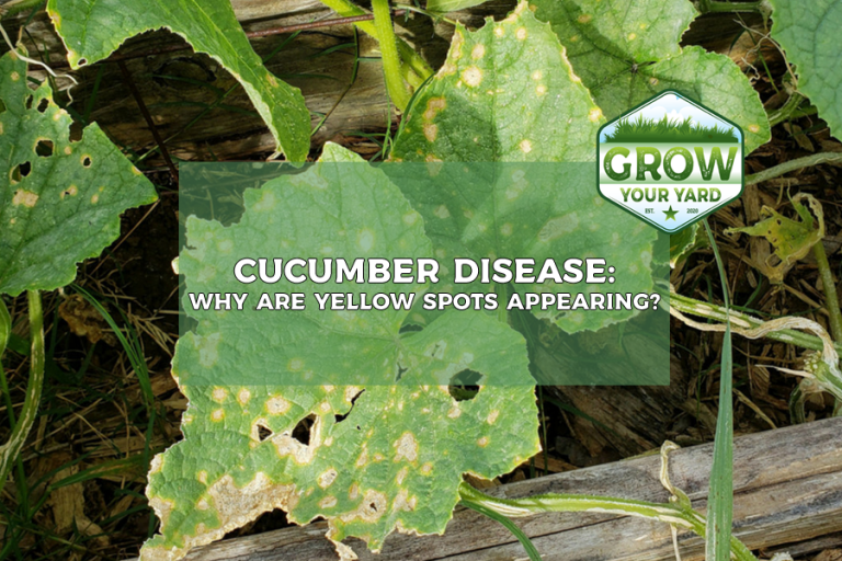 Why Are There Yellow Spots On Cucumber Leaves Grow Your Yard Why Are There Yellow Spots On Cucumber Leaves Grow Your Yard