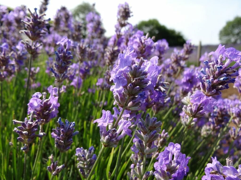 Is Lavender a Perennial? [Growing Tips & Lifespan Info!] - Grow Your Yard