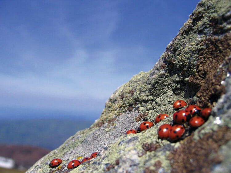Where Do Ladybugs Live? [Nesting & Life Habits] - Grow Your Yard