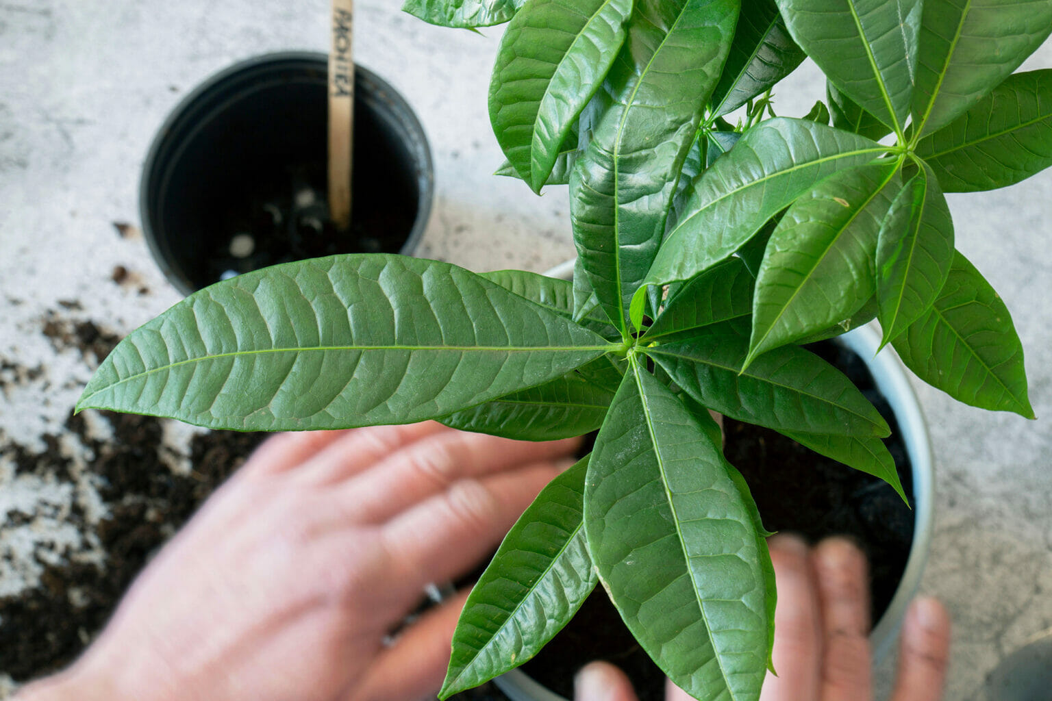 why-is-my-money-tree-dying-common-reasons-fixes-grow-your-yard
