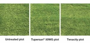 Tenacity Herbicide Review: Is it Worth the Buy? - Grow Your Yard