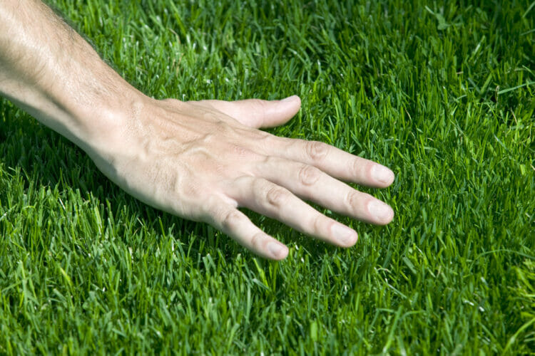 Bermuda vs. Centipede Grass: Which is Better? - Grow Your Yard
