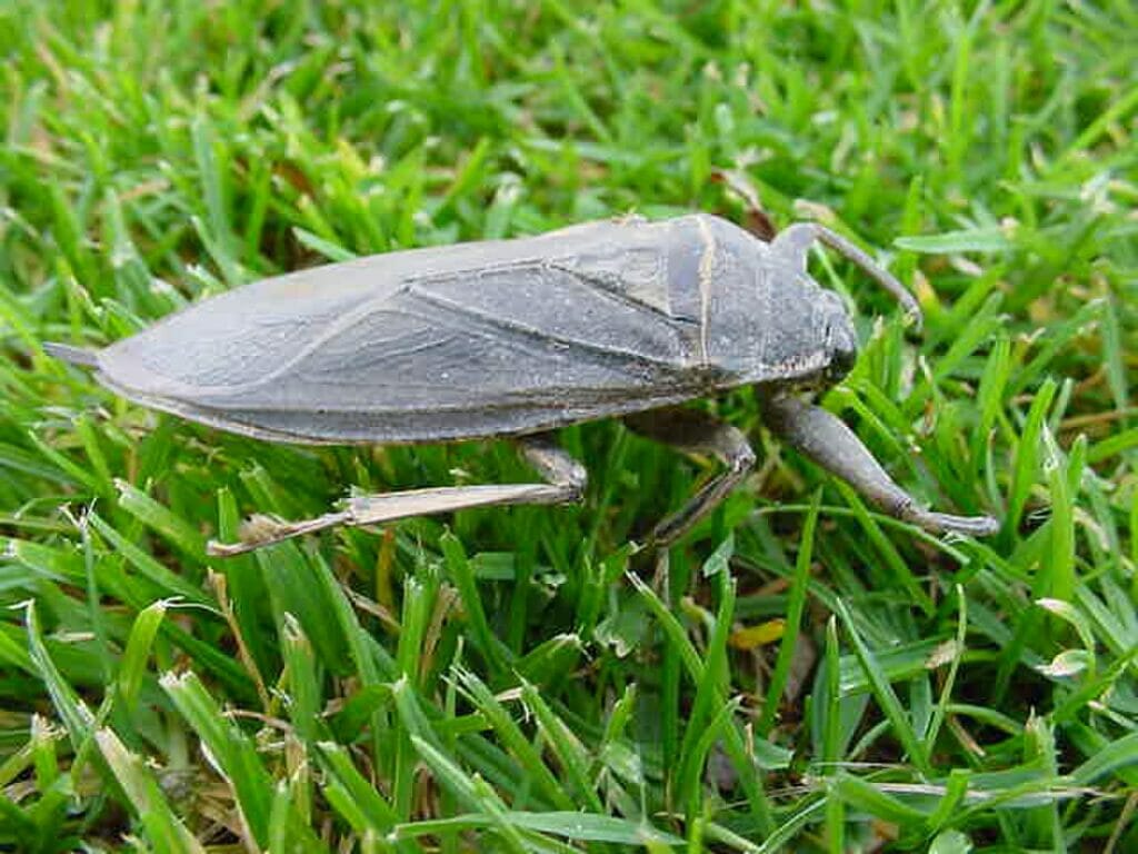 How To Get Rid of Waterbugs: Our 5 Tips That Work! - Grow Your Yard