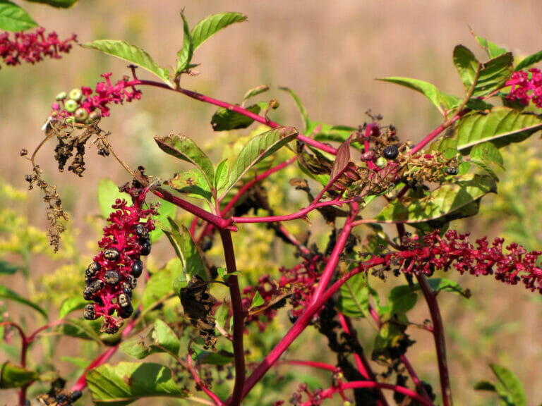 Is Pokeweed Poisonous to Touch? [Yes, Learn More Here] - Grow Your Yard