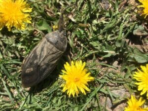 How To Get Rid of Waterbugs: Our 5 Tips That Work! - Grow Your Yard