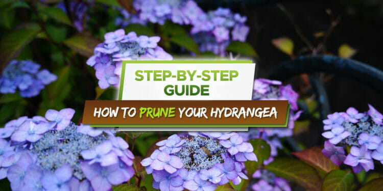 How to Prune Your Hydrangea [Our Step by Step Guide] - Grow Your Yard