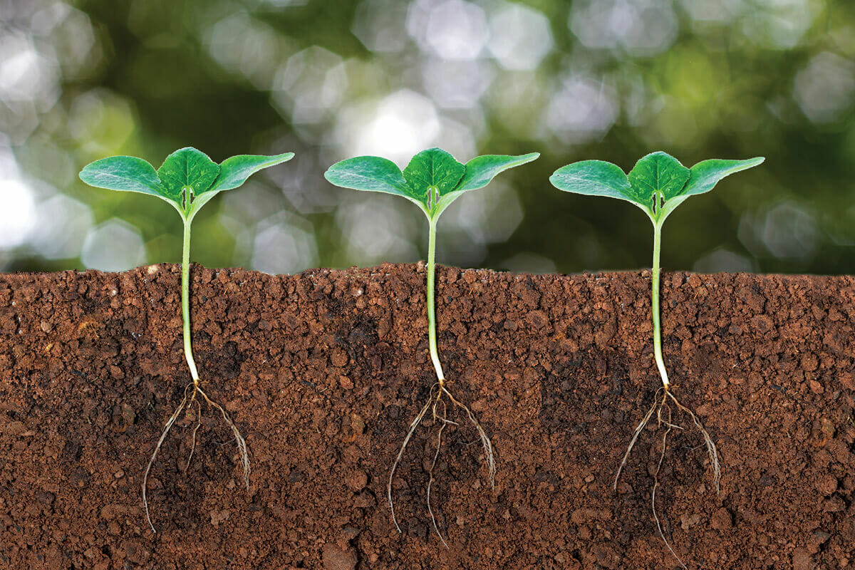 What Do Roots Do For A Plant Explained Grow Your Yard