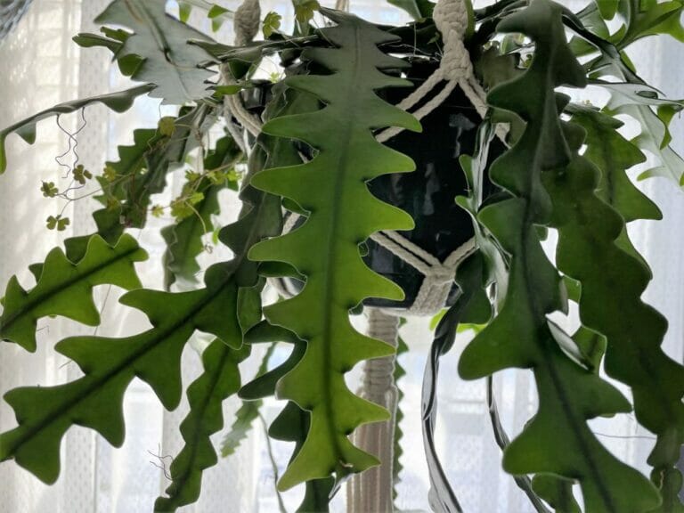 Ric Rac Cactus: The Ultimate Guide to This Rare Plant! - Grow Your Yard