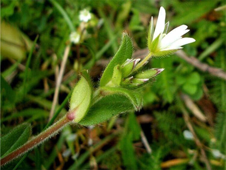 Little White Flowers in Your Grass: 7 Common Species! - Grow Your Yard