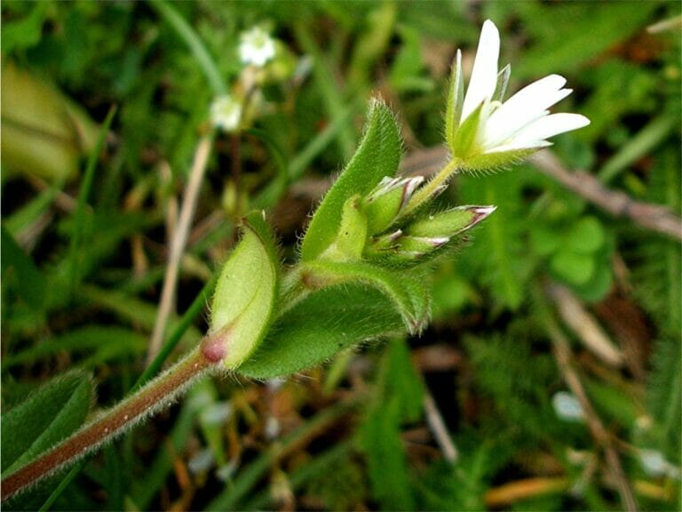 Little White Flowers in Your Grass: 7 Common Species! - Grow Your Yard