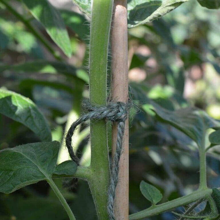 How Do You Train a Cucumber To Climb? [Explained] - Grow Your Yard