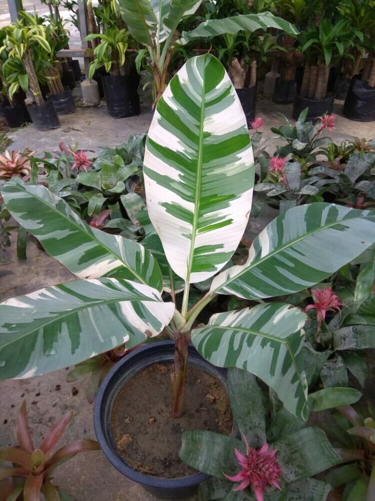 Variegated Banana Plant [Must Read Care Guide] - Grow Your Yard