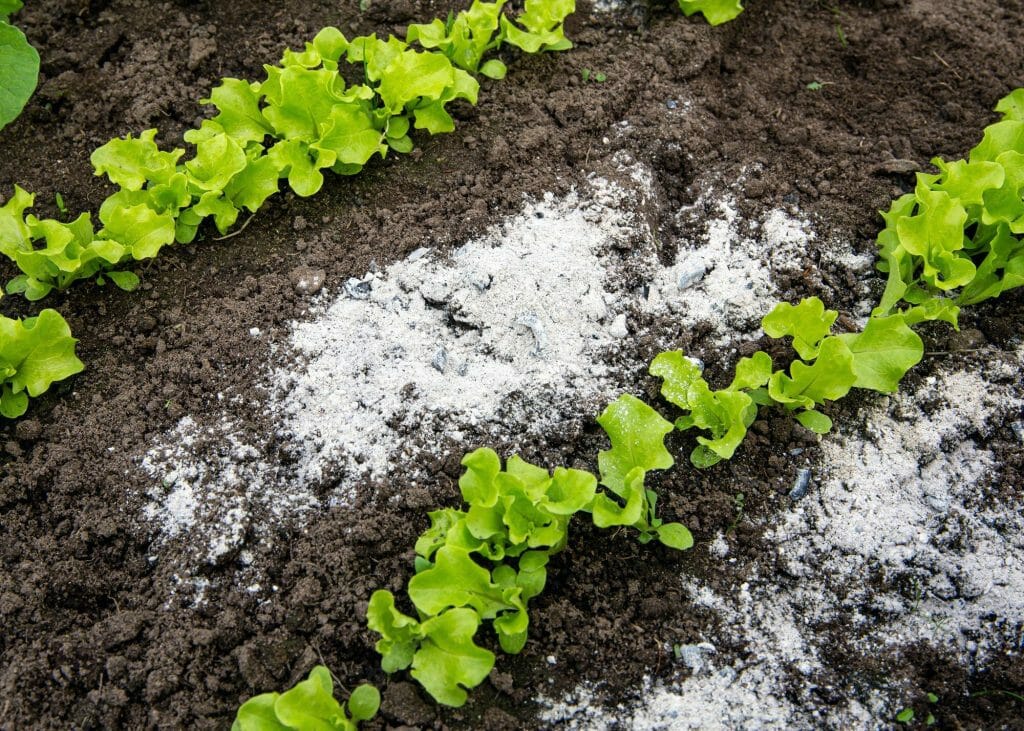 Is Kingsford Charcoal Ash Good For Plants? [Explained] - Grow Your Yard