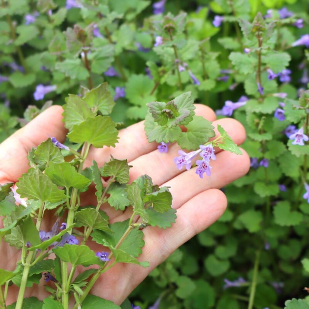 24 Weeds With Purple Flowers To Identify In Your Garden - Grow Your Yard