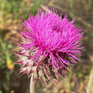 24 Weeds With Purple Flowers To Identify In Your Garden - Grow Your Yard