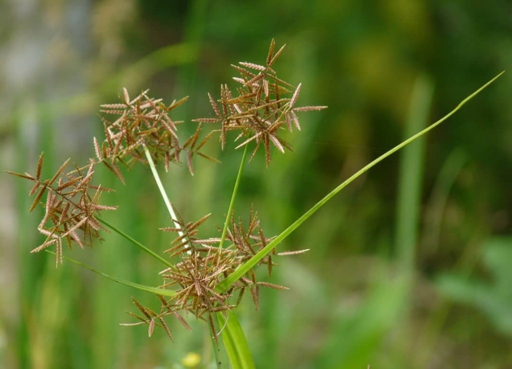 24 Weeds With Purple Flowers To Identify In Your Garden - Grow Your Yard