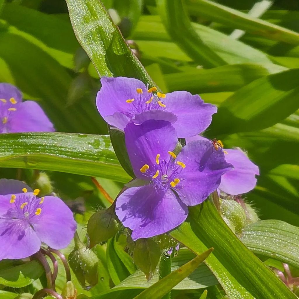 24 Weeds With Purple Flowers To Identify In Your Garden - Grow Your Yard