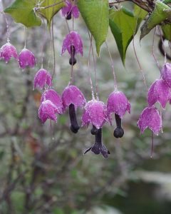 11 BEAUTIFUL Vines With Purple Flowers - Grow Your Yard