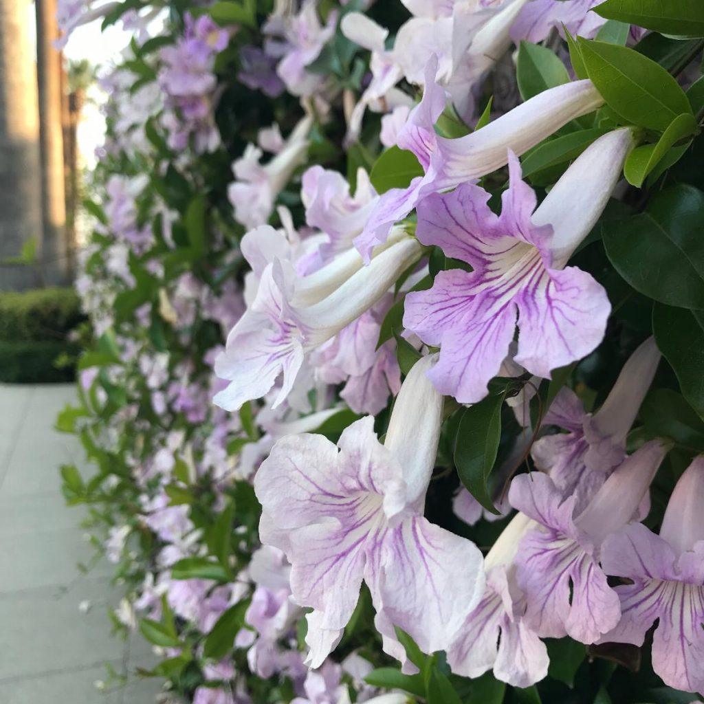 11 BEAUTIFUL Vines With Purple Flowers - Grow Your Yard