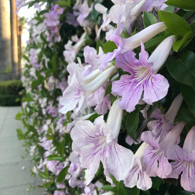 11 BEAUTIFUL Vines With Purple Flowers - Grow Your Yard
