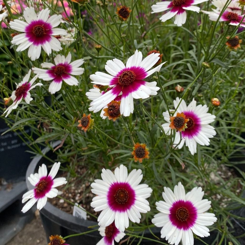17 White Flowers with Yellow Center: A Stunning Addition to Your Garden ...