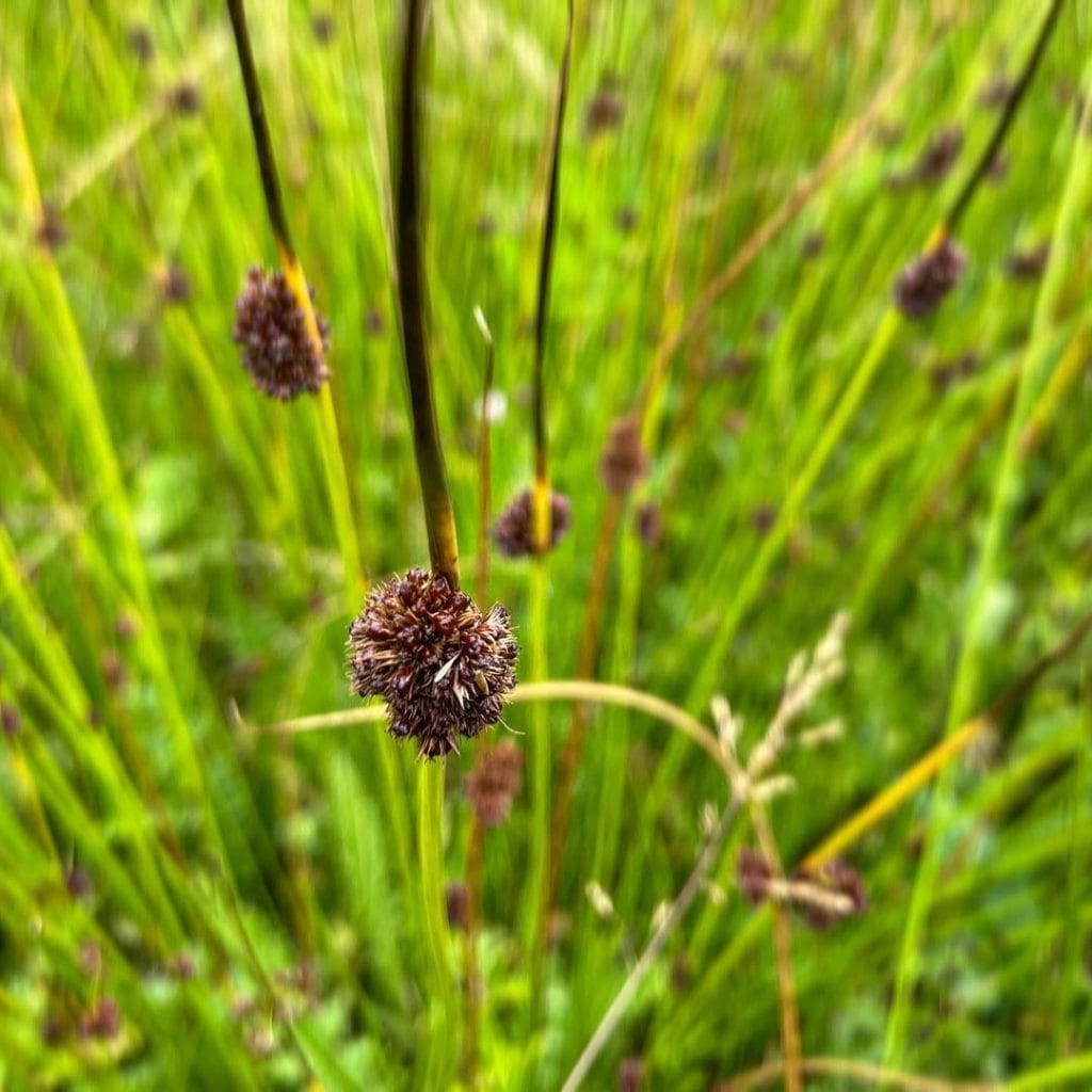 Plants That Look Like Corn Dogs [5 Amazing Plants!] - Grow Your Yard