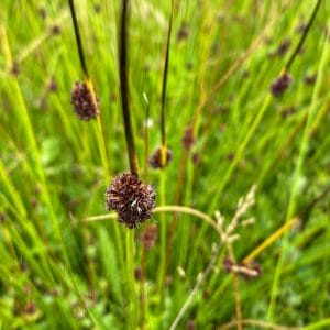 Plants That Look Like Corn Dogs [5 Amazing Plants!] - Grow Your Yard