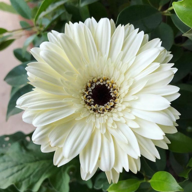 17 White Flowers with Yellow Center: A Stunning Addition to Your Garden - Grow Your Yard