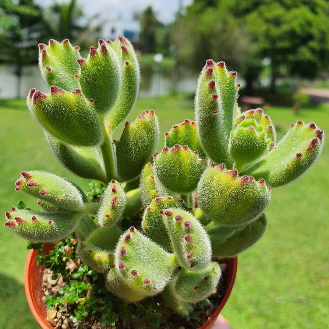 Bear Claw Plant