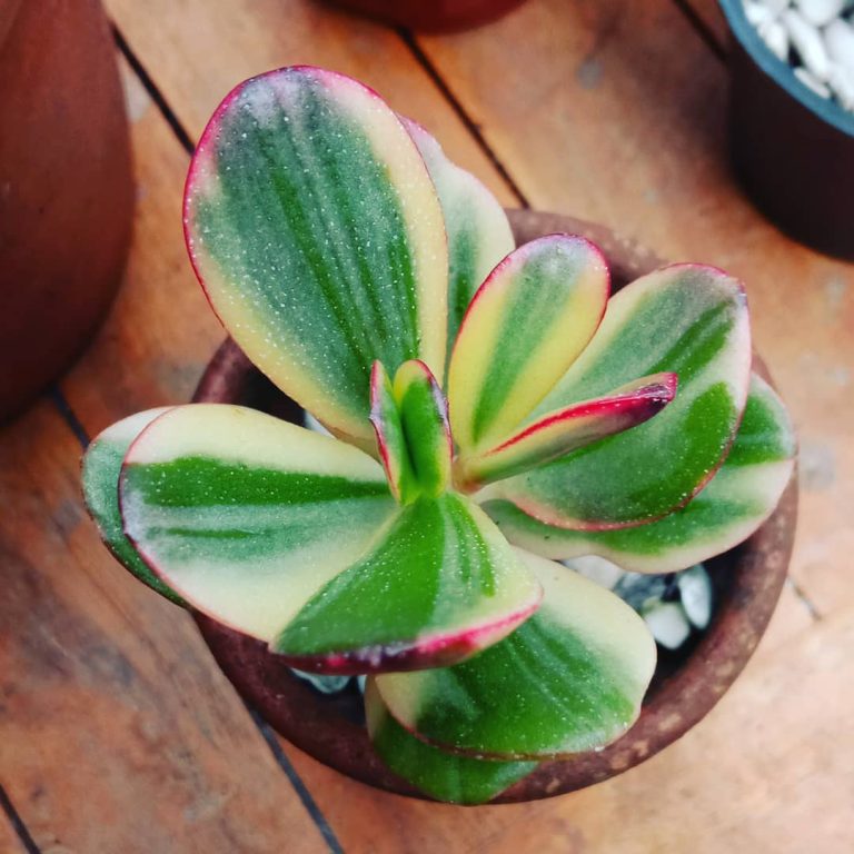 17 Types of Jade Plants [Amazing Succulents!] - Grow Your Yard