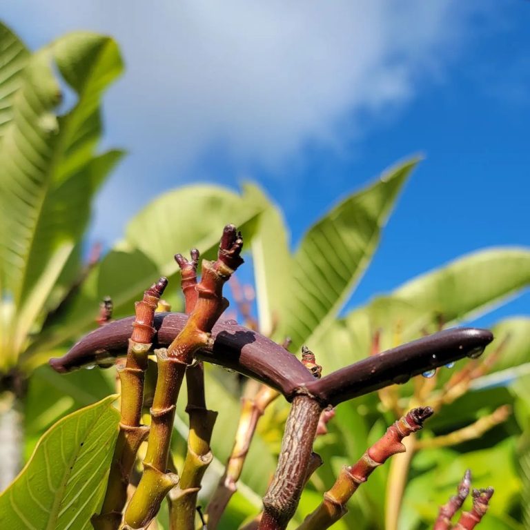 What You Should Do With Plumeria Seed Pods? - Grow Your Yard