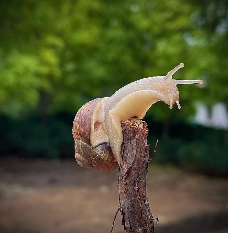 Are Snails Good for Plants? The Pros and Cons of Snails in Your Garden ...