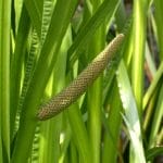 Plants That Look Like Corn Dogs [5 Amazing Plants!] - Grow Your Yard