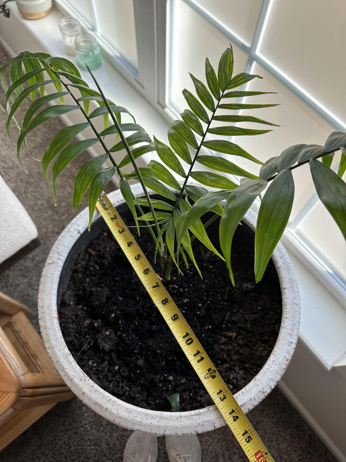 How to Measure Plant Pots [Step-by-Step Guide, Incl. Pics!] - Grow Your ...
