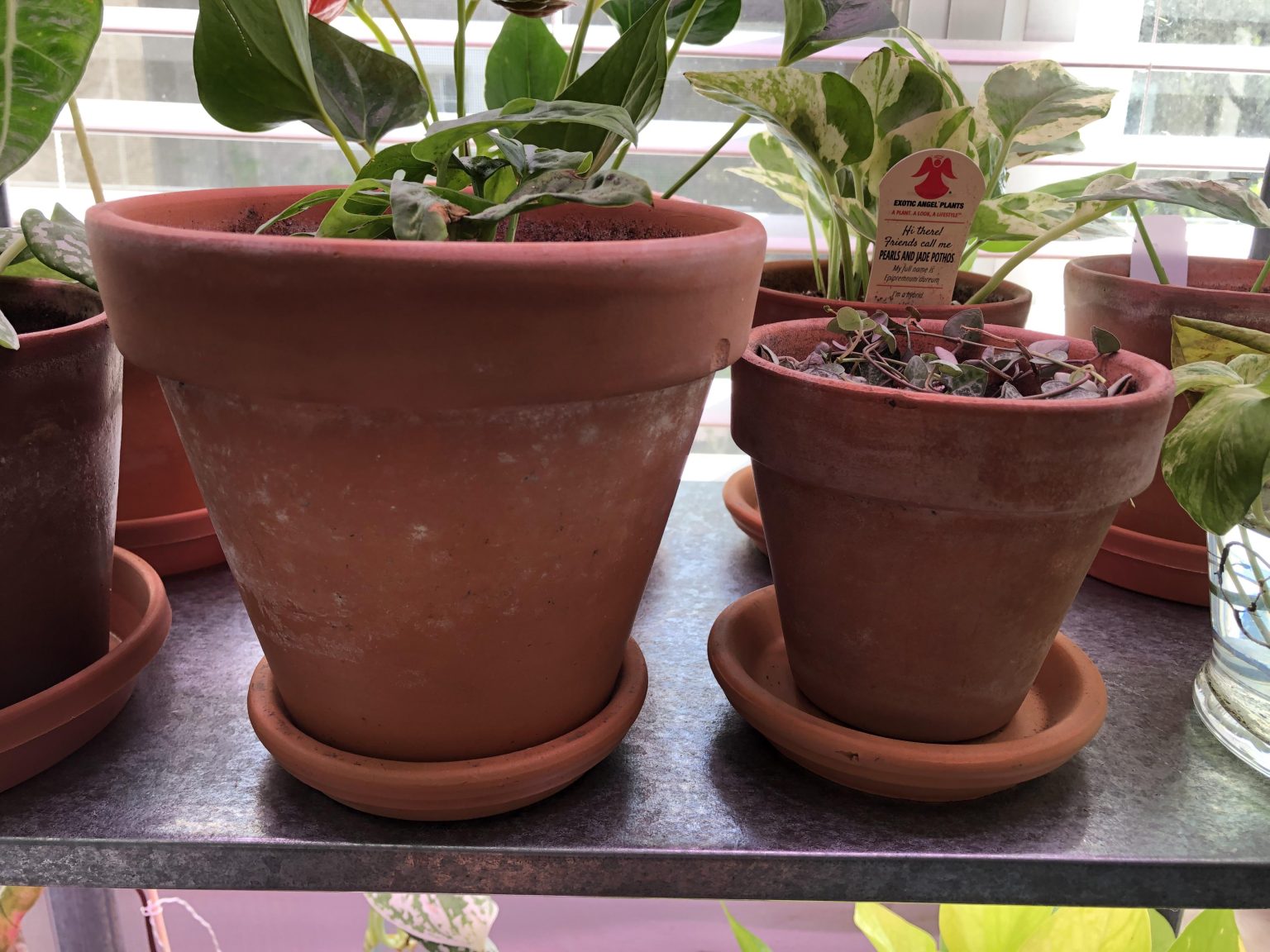 How to Measure Plant Pots [Step-by-Step Guide, Incl. Pics!] - Grow Your ...