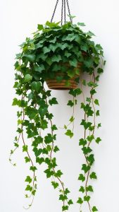 20+ Best Hanging Plants to Brighten Your Ceiling - Grow Your Yard
