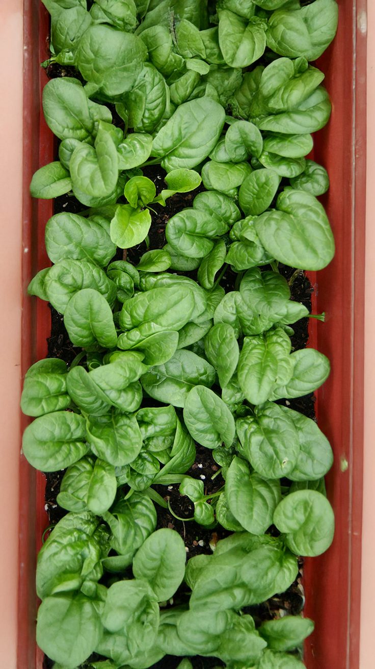 How to Grow Spinach Indoors The Easy Way! - Grow Your Yard