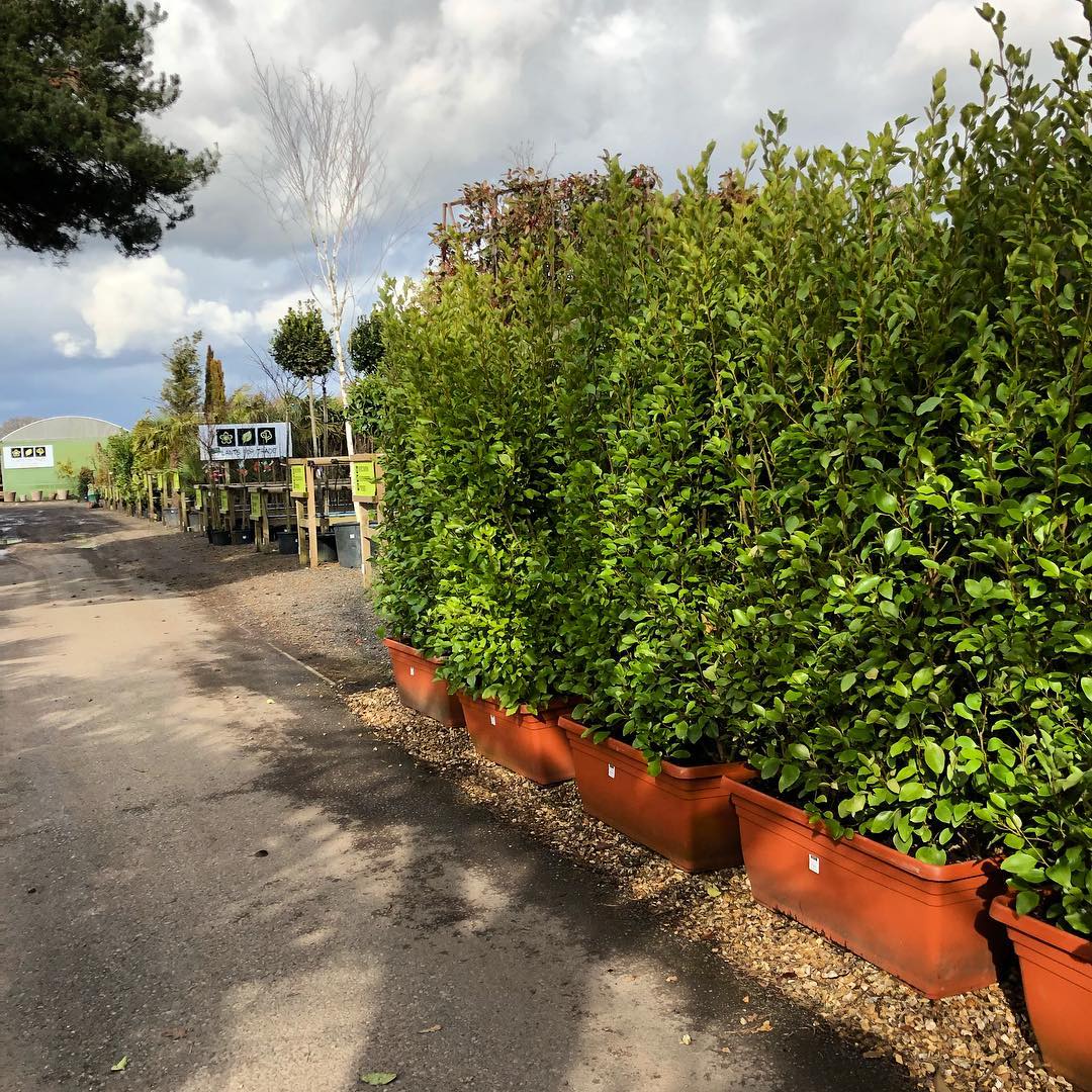 20+ Fast-Growing Trees for Privacy Landscaping From Your Neighbors ...