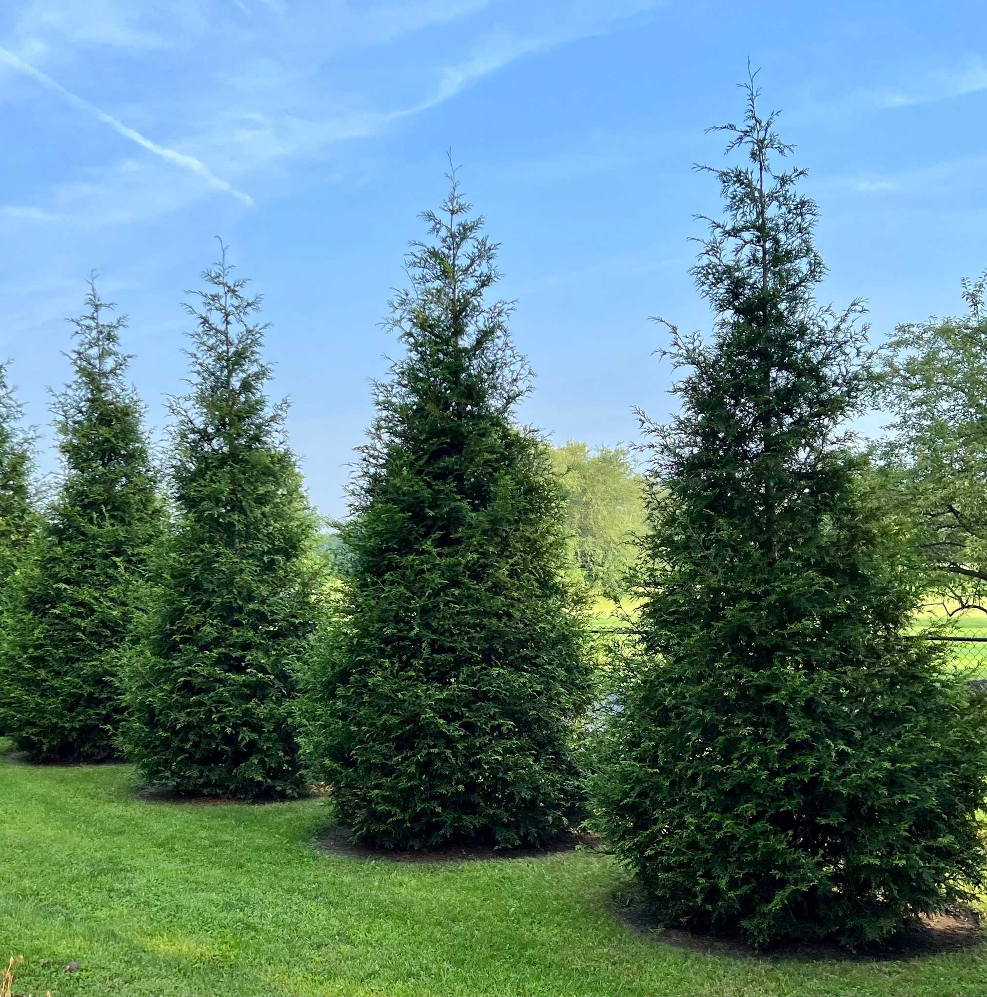 20+ Fast-Growing Trees for Privacy Landscaping From Your Neighbors ...