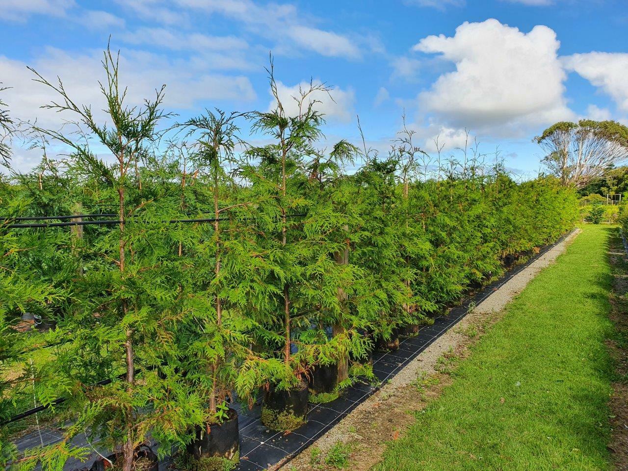 20+ Fast-Growing Trees for Privacy Landscaping From Your Neighbors ...