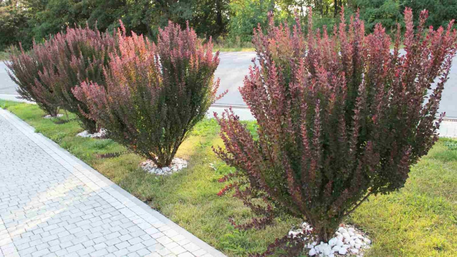 23+ Best Low-Growing Shrubs for the Front of Your House: Charming Curb ...