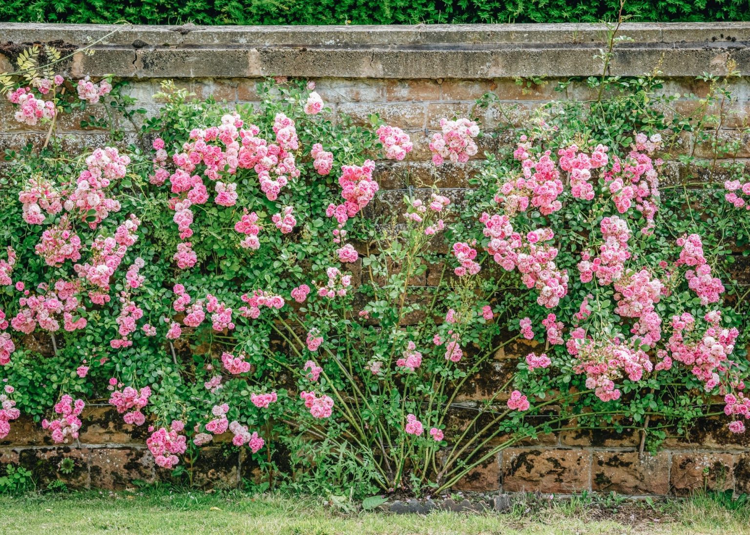 23+ Best Low-Growing Shrubs for the Front of Your House: Charming Curb ...