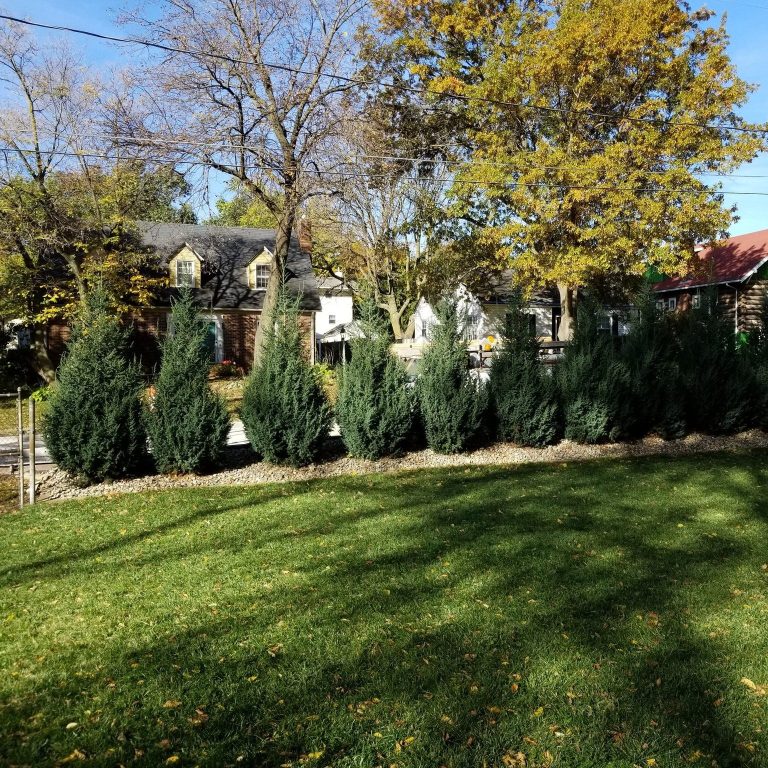 23+ Best Low-Growing Shrubs for the Front of Your House: Charming Curb ...