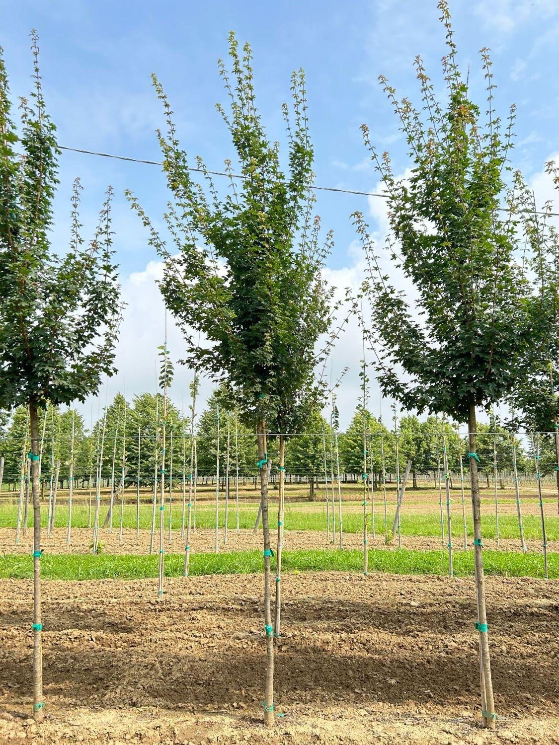 20+ Fast-Growing Trees for Privacy Landscaping From Your Neighbors ...