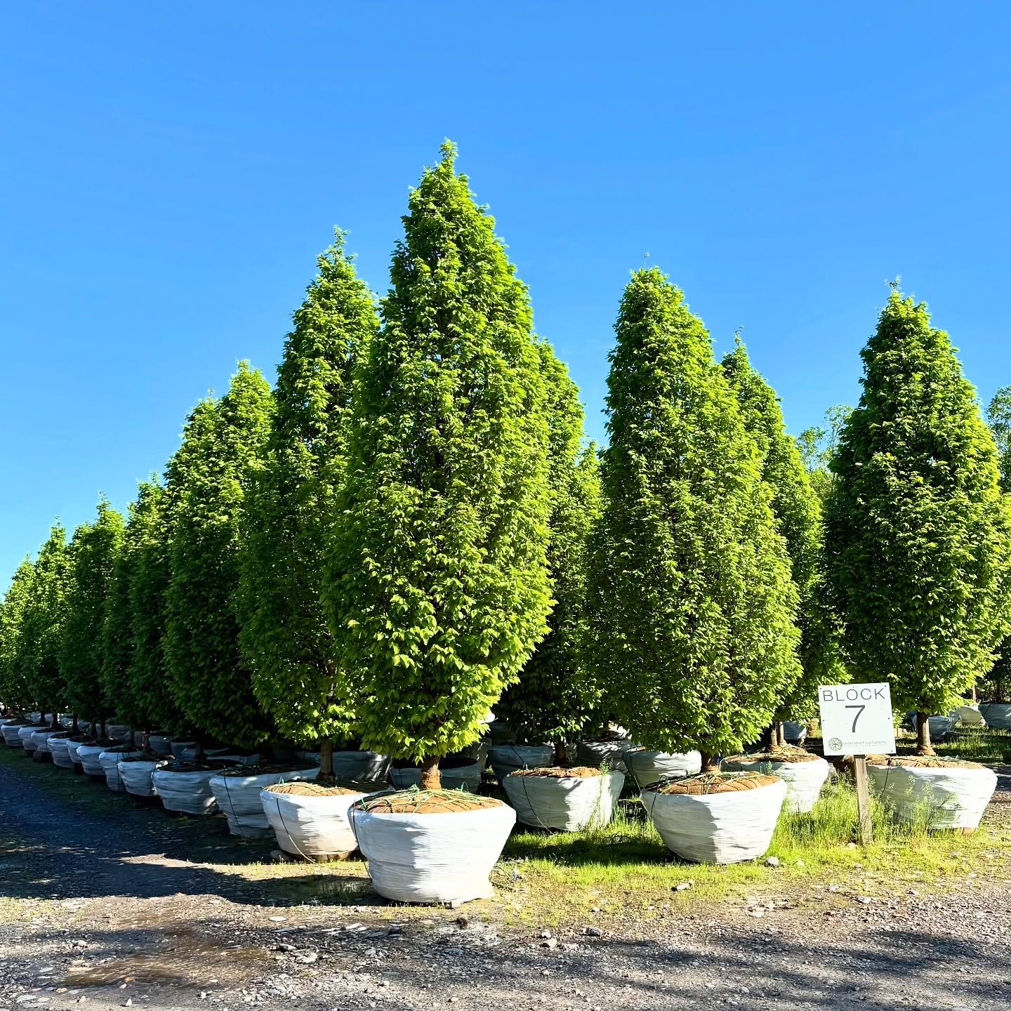 20+ Fast-Growing Trees for Privacy Landscaping From Your Neighbors ...