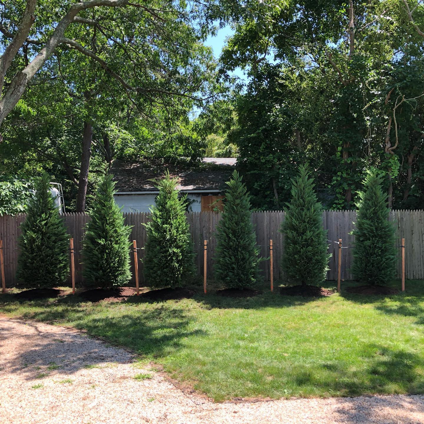 20+ Fast-Growing Trees for Privacy Landscaping From Your Neighbors ...