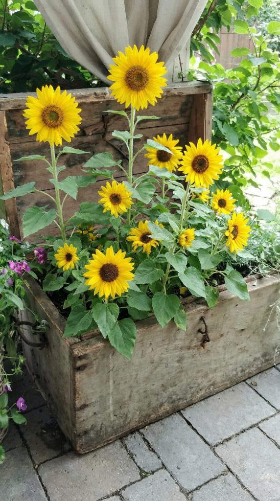 20+ Rustic Planter Ideas To Brighten Up Your Yard! - Grow Your Yard